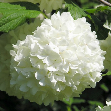 Calin Viburnum opulus Roseum - SC PANDORA BLUMEN SRL