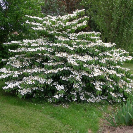 Calin Viburnum plicatum Mariesii - DENDRO-PROD DELIVERY SRL