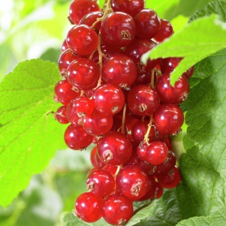 Coacaz Rosu Ribes Jonkheer - DENDRO-PROD DELIVERY SRL