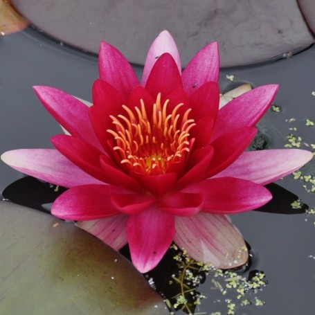Nufar Nymphaea Attraction - SC PANDORA BLUMEN SRL