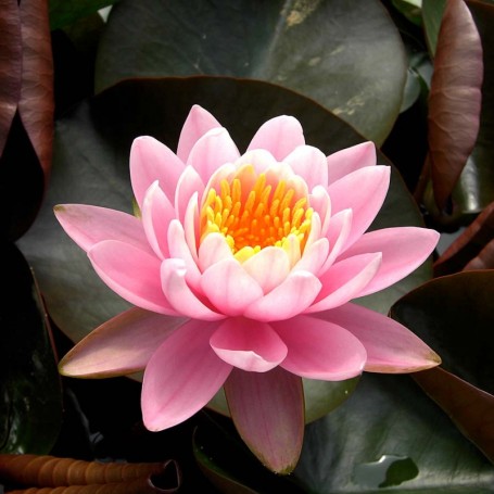 Nufar Nymphaea Fabiola - DENDRO-PROD DELIVERY SRL