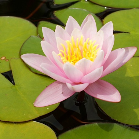 Nufar Nymphaea Marliacea Rosea - DENDRO-PROD DELIVERY SRL