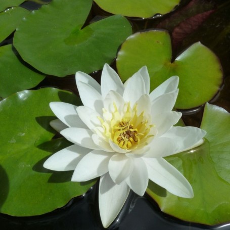 Nufar Nymphaea Marliacea Albida - SC PANDORA BLUMEN SRL