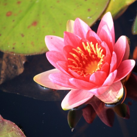 Nufar Nymphaea Escarboucle - SC PANDORA BLUMEN SRL