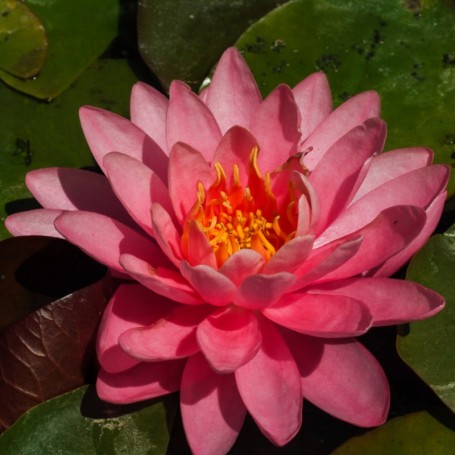 Nufar Nymphaea Firecrest - SC PANDORA BLUMEN SRL
