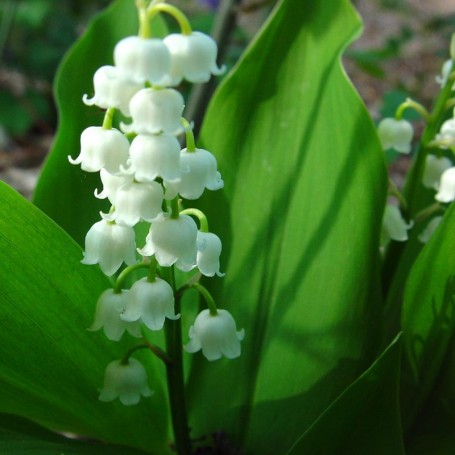 Lacramioare Convallaria majalis - DENDRO-PROD DELIVERY SRL