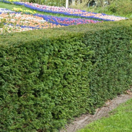 Tisa Taxus baccata - SC PANDORA BLUMEN SRL