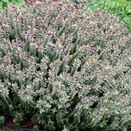 Hebe Red Edge - DENDRO-PROD DELIVERY SRL