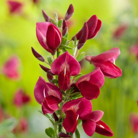 Cytisus Boskoop Ruby - DENDRO-PROD DELIVERY SRL
