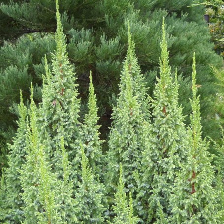 Ienupar Juniperus pingii Loderi - DENDRO-PROD DELIVERY SRL