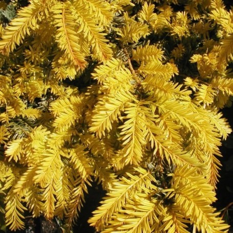 Tisa Taxus baccata Summergold - DENDRO-PROD DELIVERY SRL