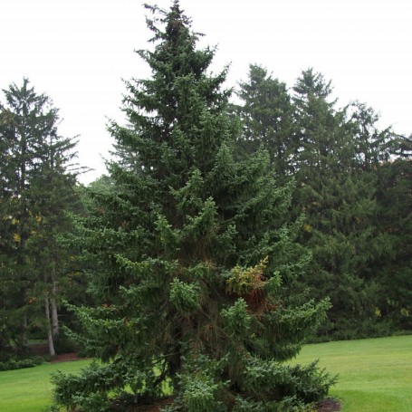 Molid Picea omorika - DENDRO-PROD DELIVERY SRL