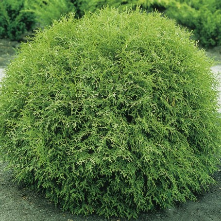 Tuia Thuja occidentalis Little Champion - DENDRO-PROD DELIVERY SRL