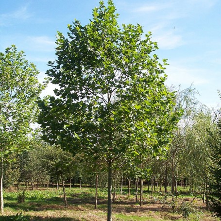 Platan Platanus acerifolia - SC PANDORA BLUMEN SRL